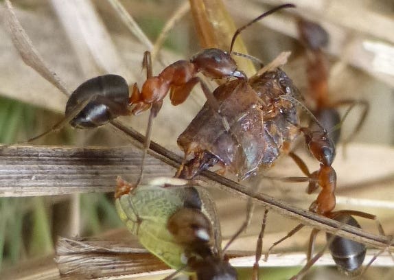 Rare ant rescued from brink of extinction with help of DIY conservation ...