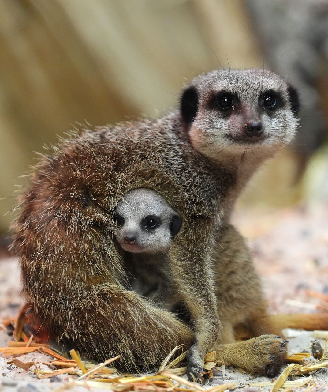 Meerkat pups welcomed at safari park | The Argus