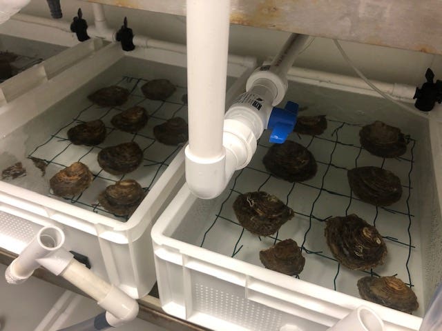 UK’s first oyster restoration hatchery opened | Glasgow Times