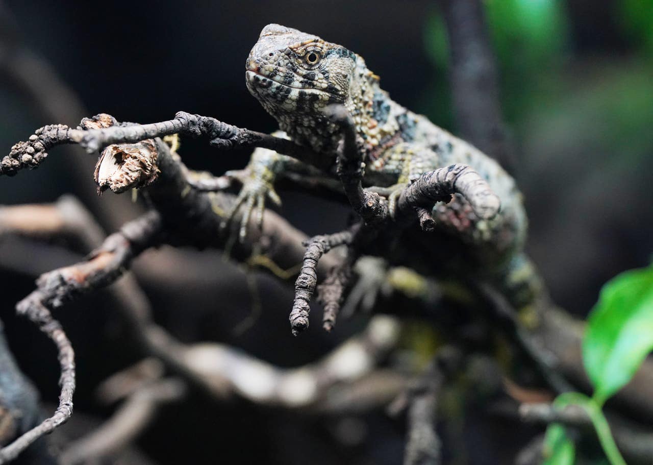 Visitors to get first glimpse of one of the world’s largest frogs at ...