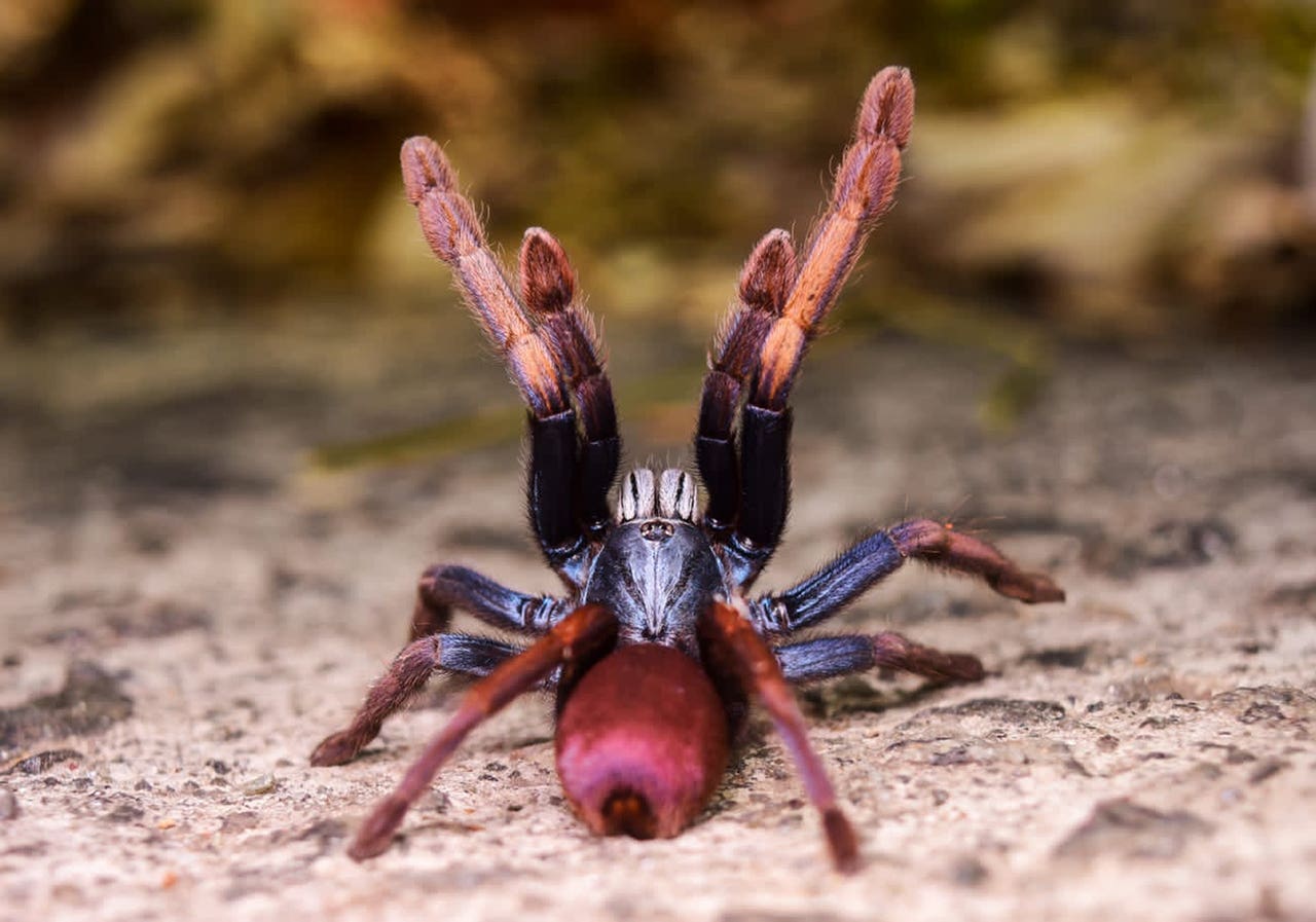 Psychedelic spiders, wild tulips and funky fish: species to watch in ...