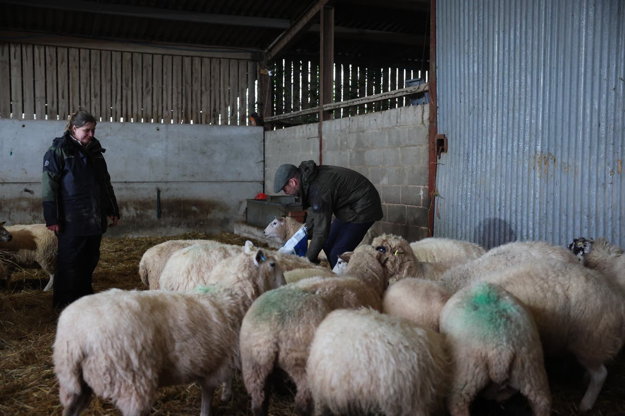 Prince of Wales branches out into tree-pruning on visit to family farm ...