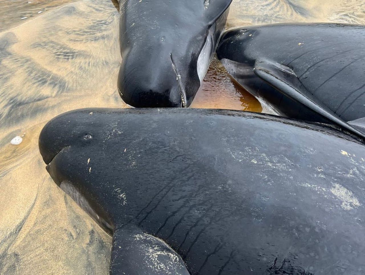 Mass pilot whale stranding on Isle of Lewis is ‘biggest one ever in ...
