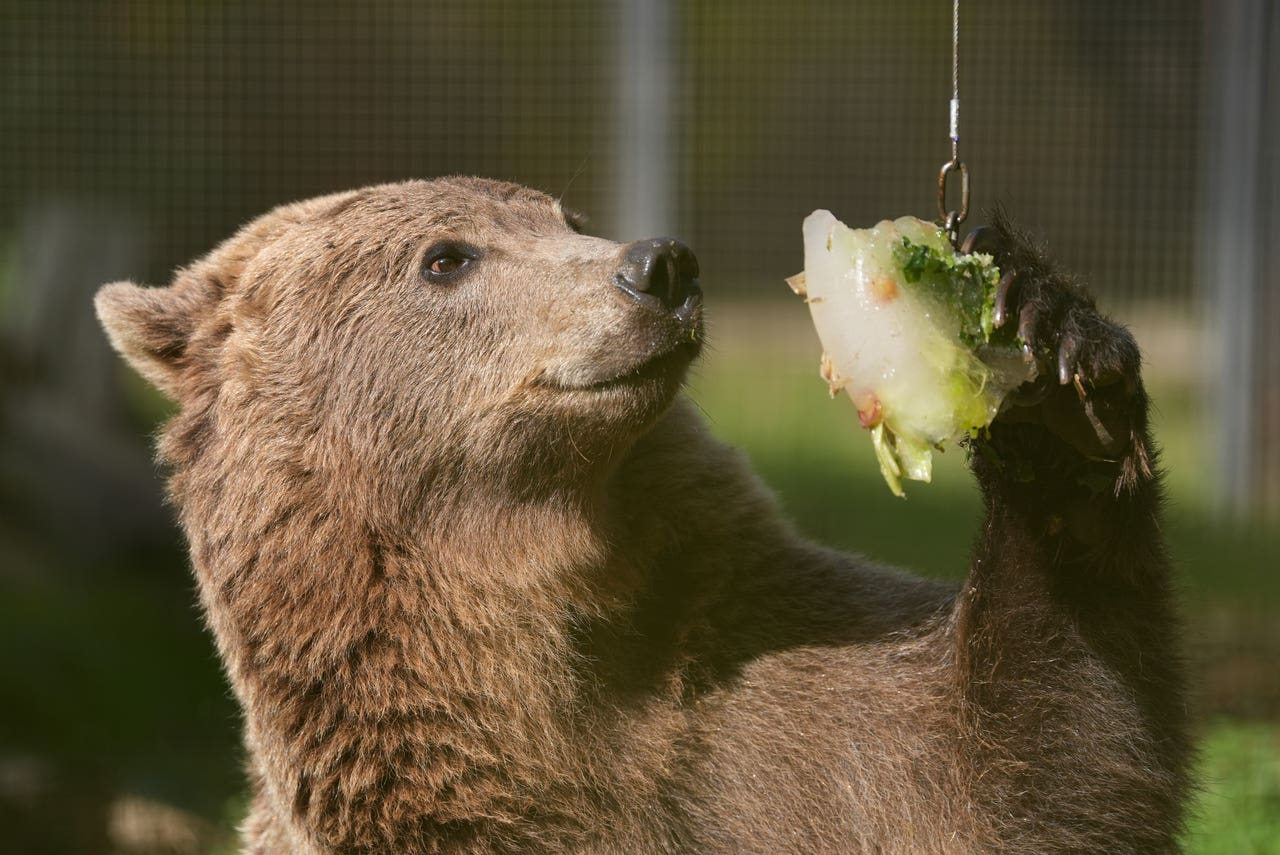 Boki the brown bear set for brain surgery this week | Gazette