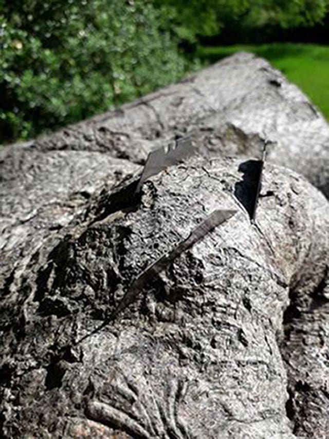 Razor blades embedded in Co Down tree stump ‘evil and twisted’