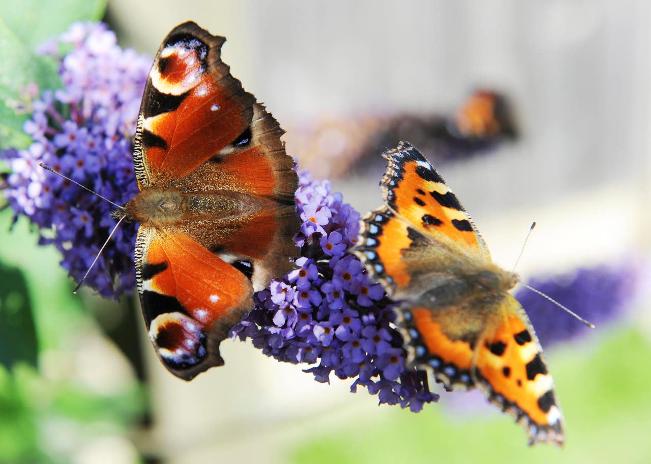 10 new butterfly species in Scotland thanks to climate change – study ...