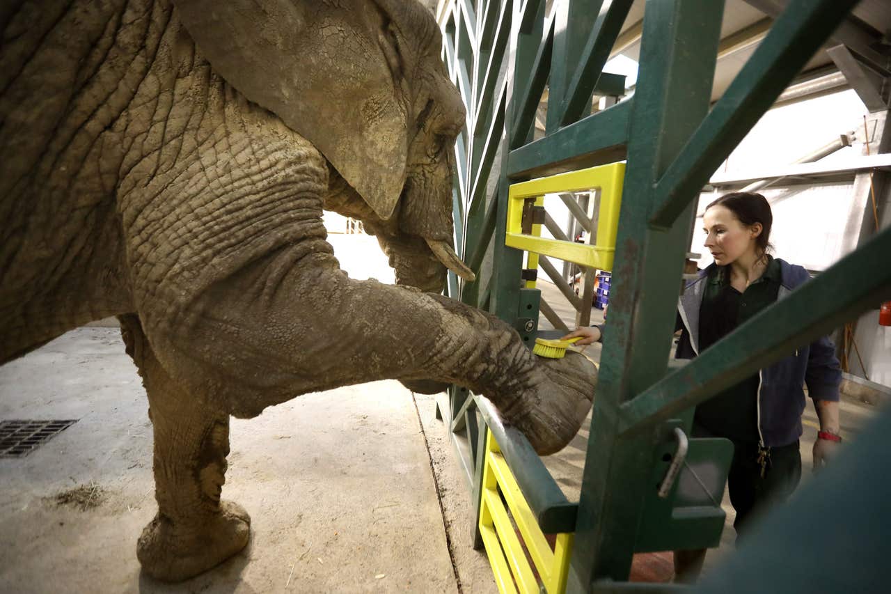 Safari park bids ‘very sad farewell’ to Scotland’s only African ...
