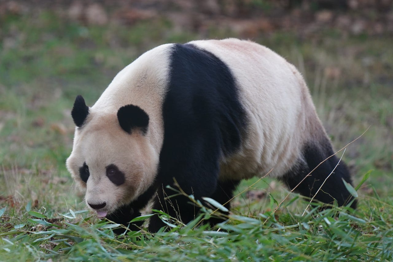 Final chance to see pandas at Edinburgh Zoo ahead of their return to ...