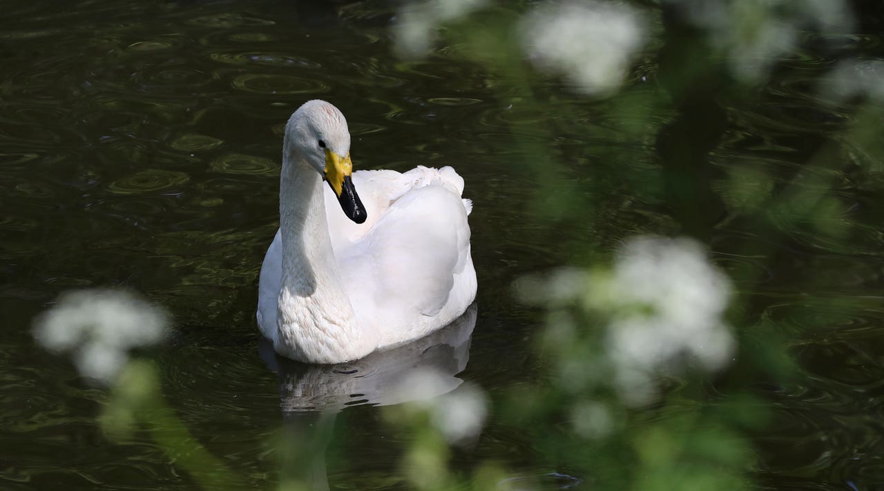 Popular swan Pickles, believed to be the oldest in the UK, dies aged 30 ...