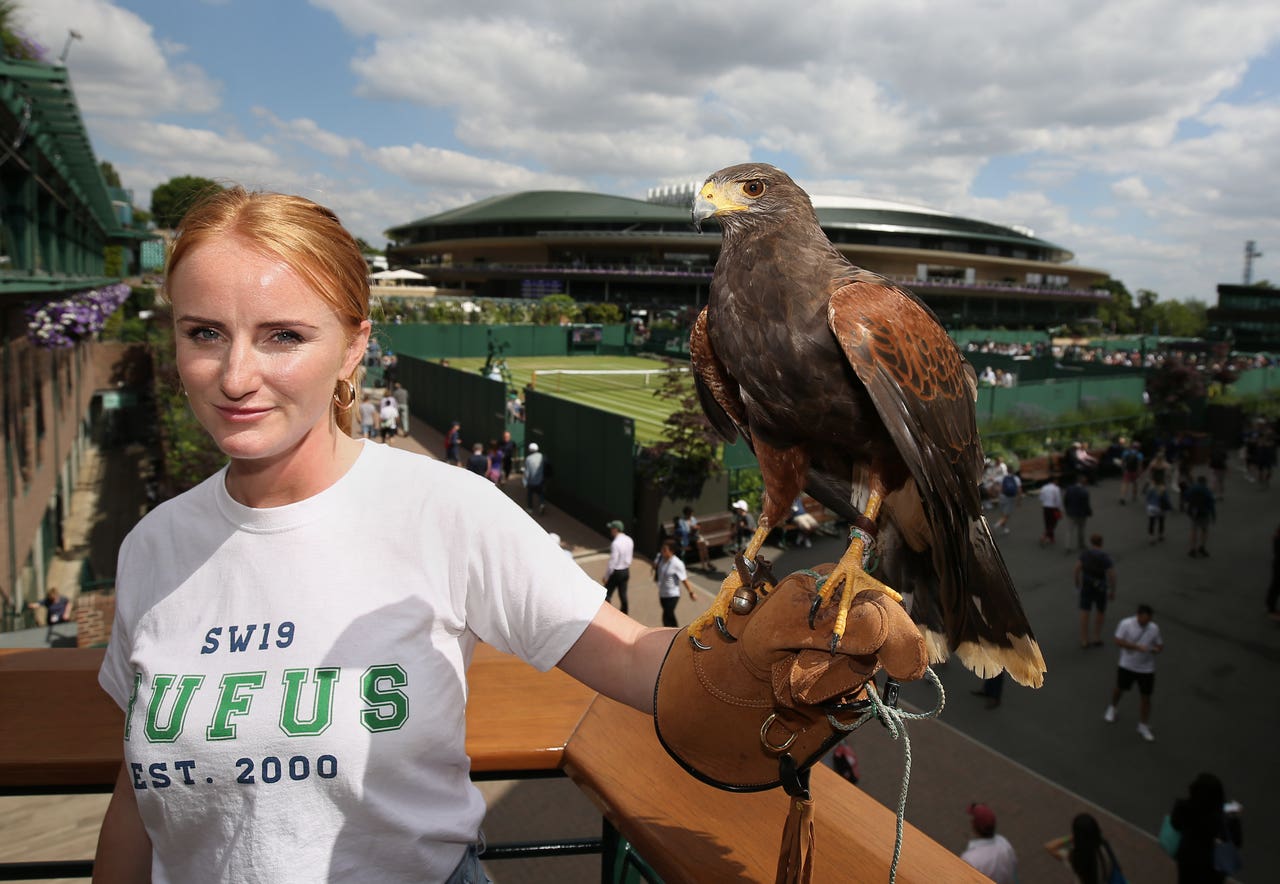 Bird’s eye view of Wimbledon for Rufus as Harris hawk returns to pigeon ...
