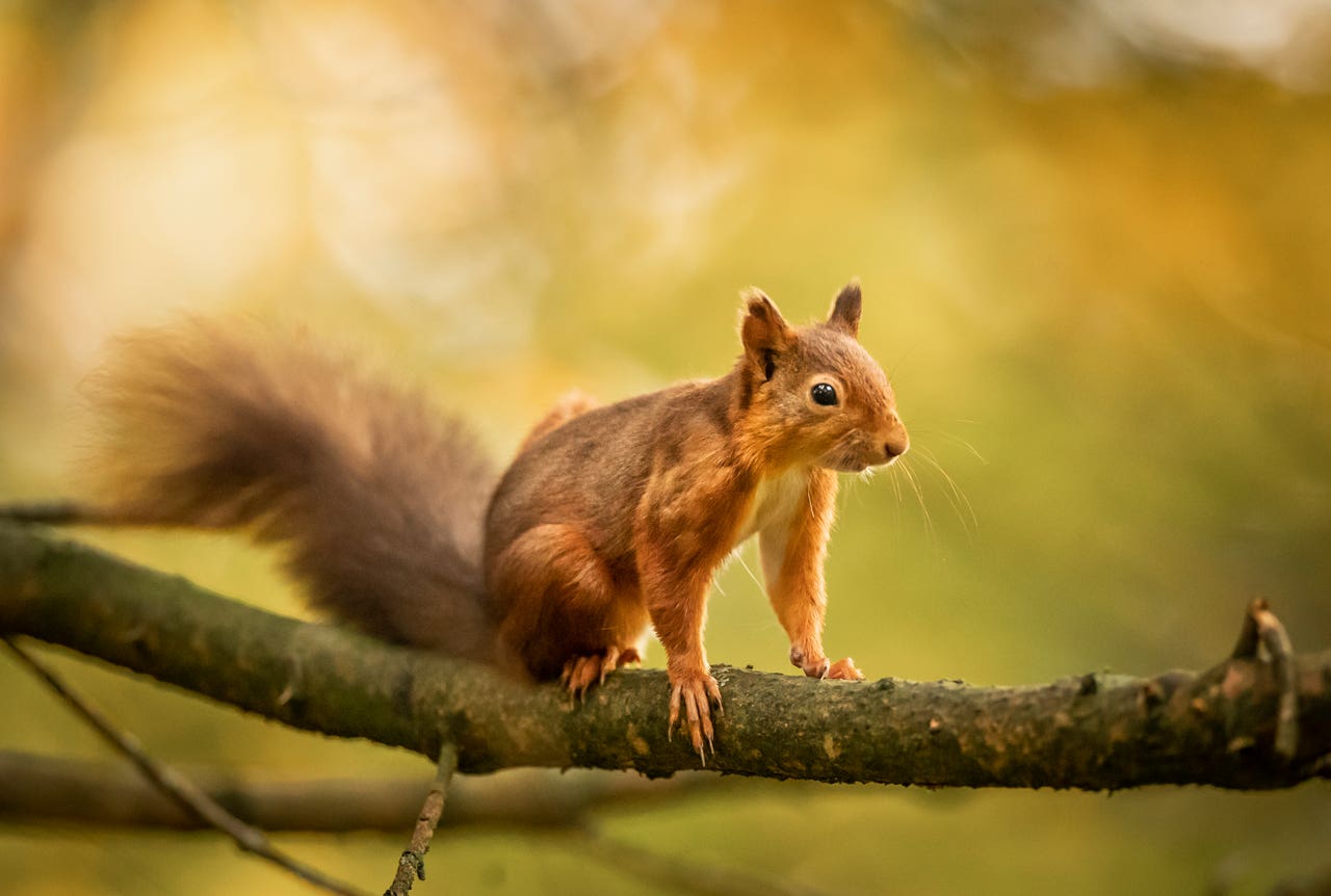 Red squirrels seen scampering around forest in adorable pictures | FunFeed