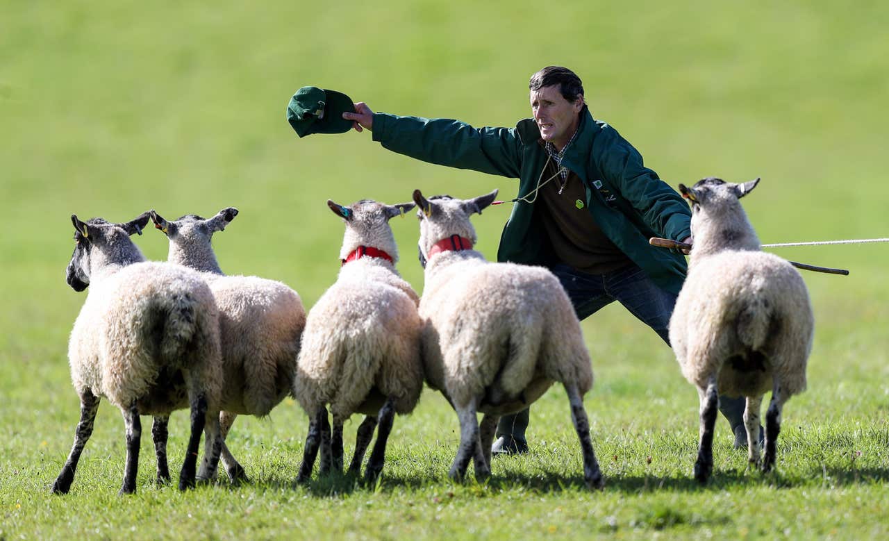 Look, it’s Barack Obaa-ma… sheep learn to recognise celebrity faces ...