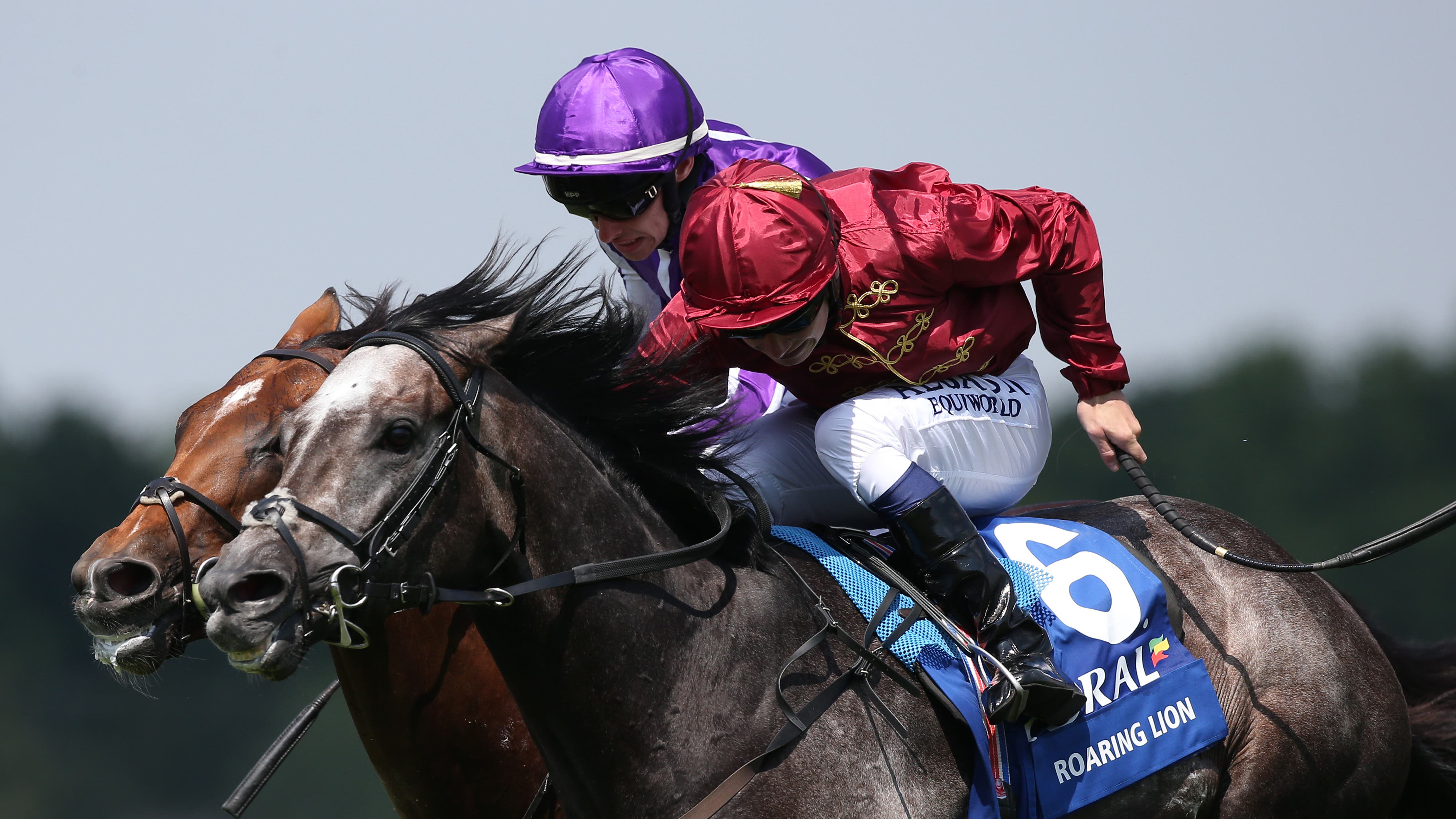 Roaring Lion outbattles Saxon Warrior in Eclipse and survives stewards ...