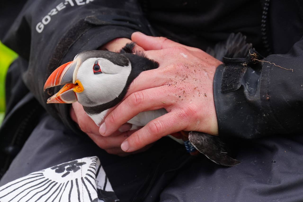 Puffin numbers down by almost a quarter on Farne Islands, annual survey ...