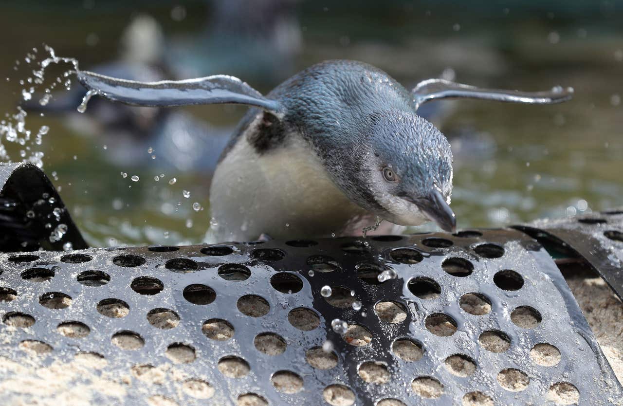 In Pictures: The only fairy penguins in Europe get ready to meet their ...
