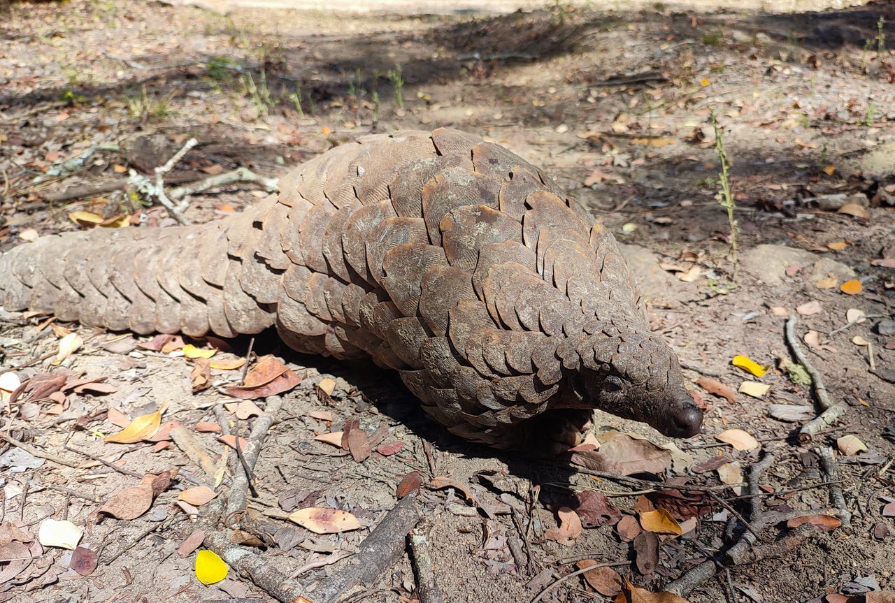 Psychedelic spiders, wild tulips and funky fish: species to watch in ...