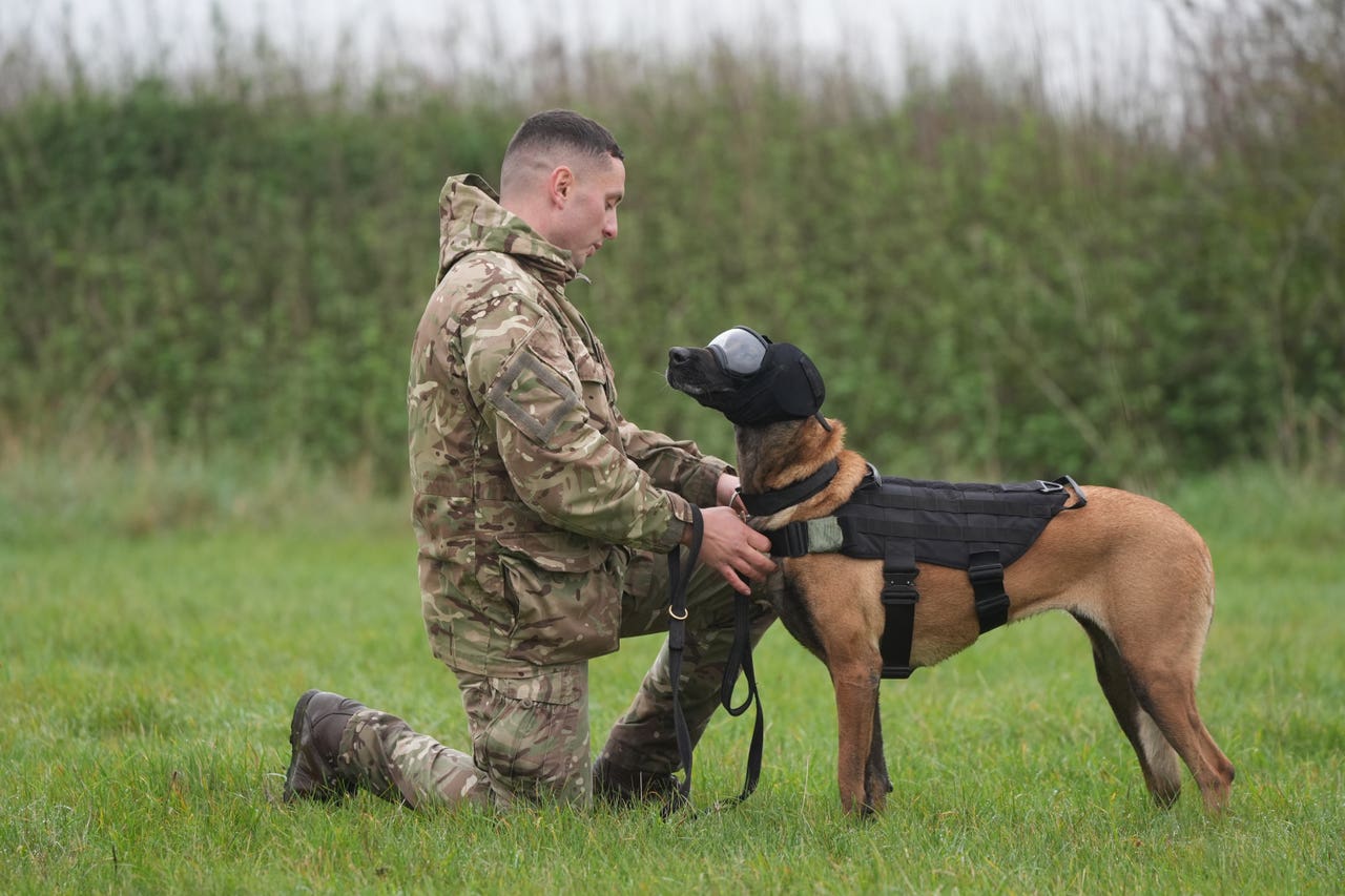 Pictures show military dogs wearing new equipment after £3.1m MoD ...