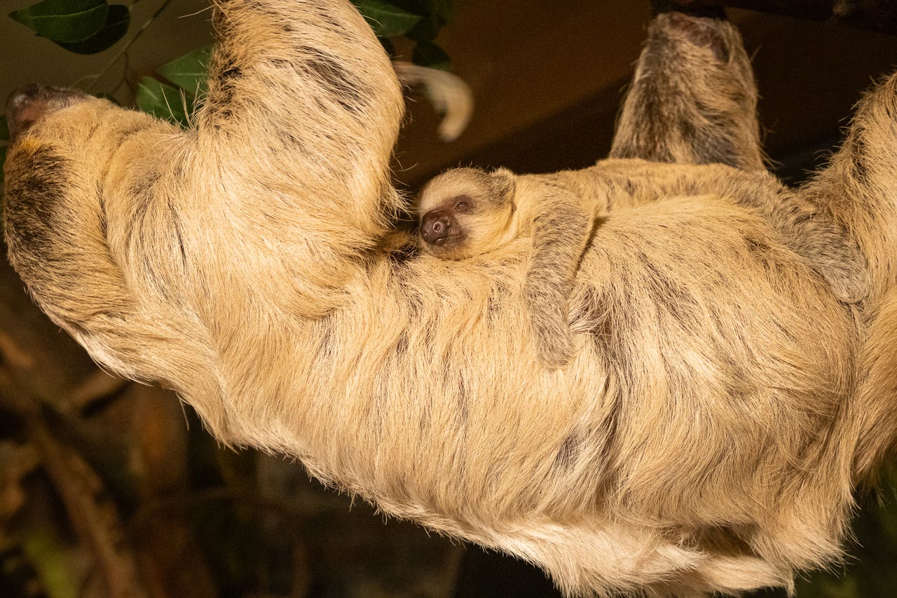Birth of baby sloth on New Year’s Day thrills London Zoo staff ...