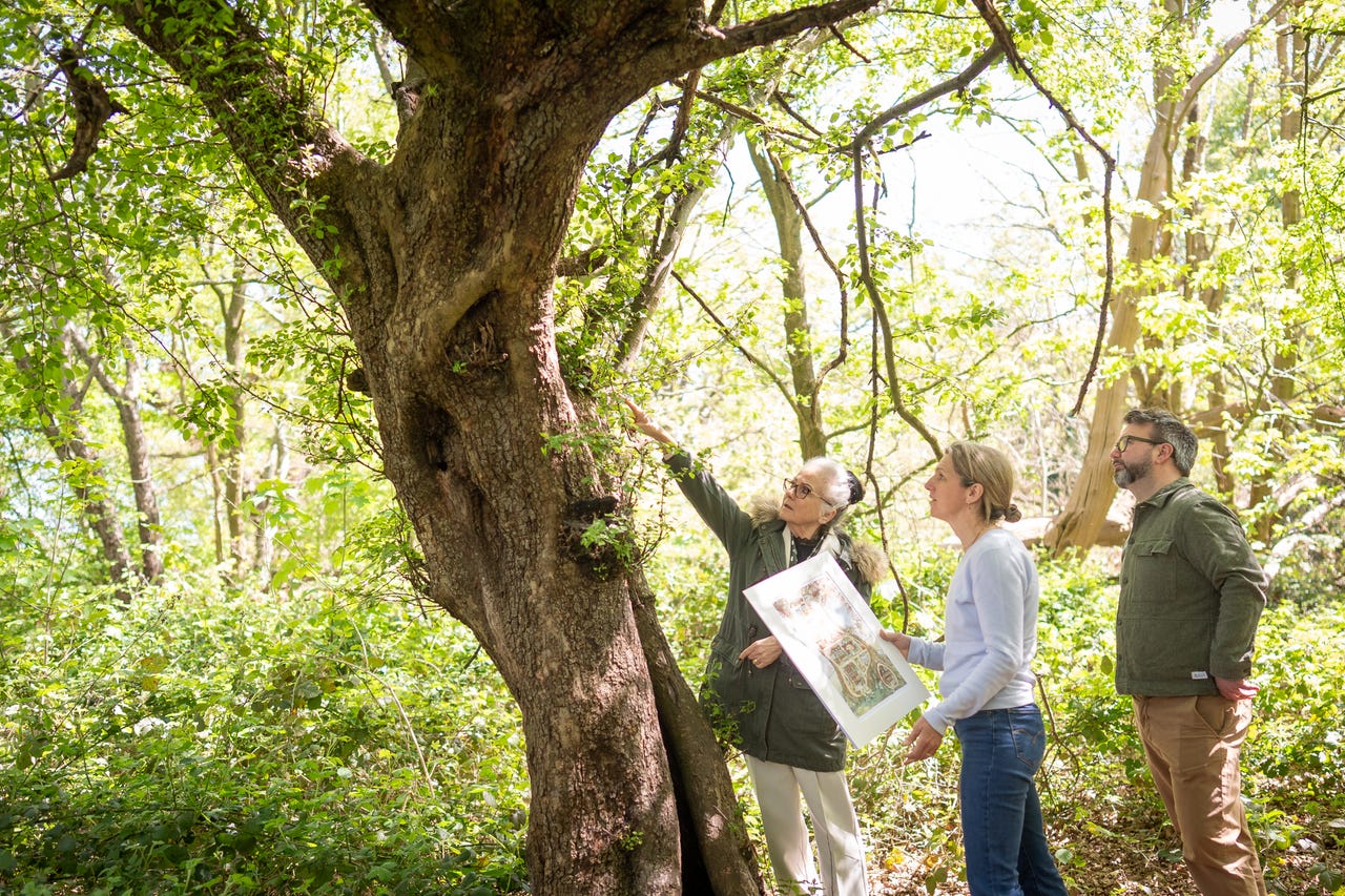 Ancient tree which inspired Brambly Hedge cottage discovered in Epping ...