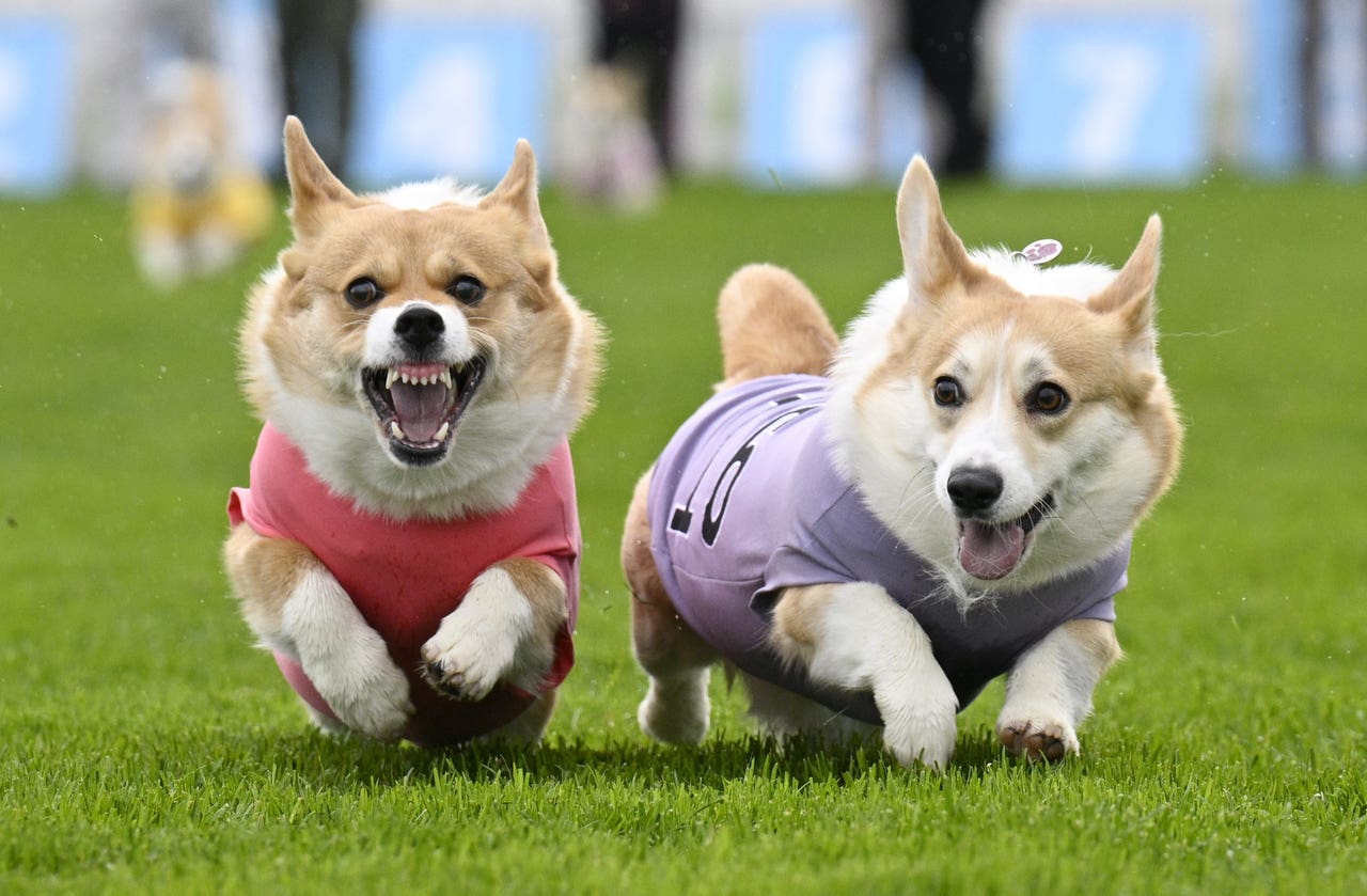 Winner of Corgi Derby all smiles after beating furry competitors ...