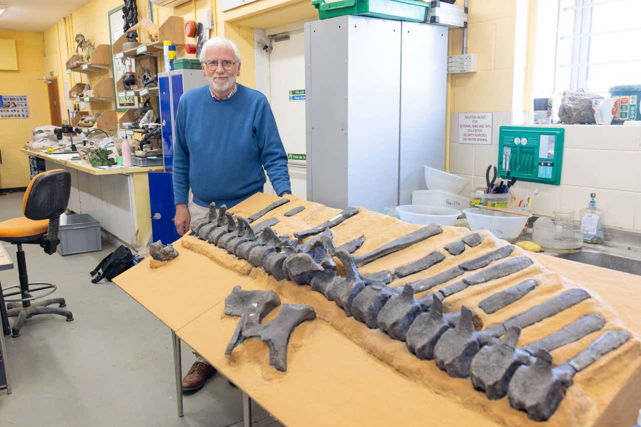 New dinosaur species discovered with ‘eye-catching sail’ along its back ...