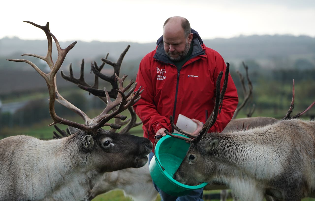 Rent-a-reindeer business sees bookings crash as Christmas events ...