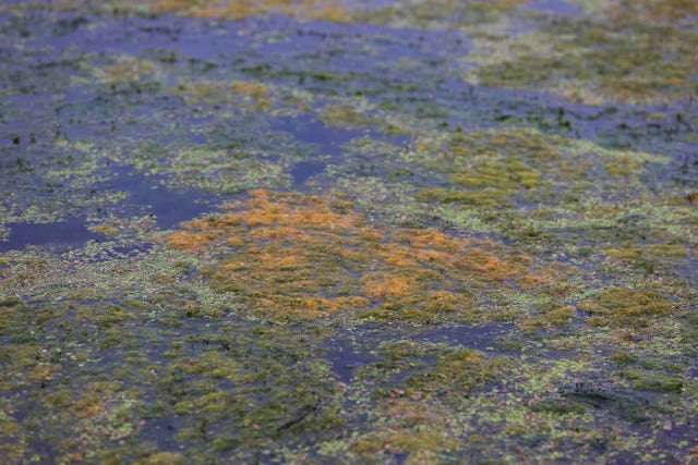 Public meeting highlights problem of toxic algae in Lough Neagh
