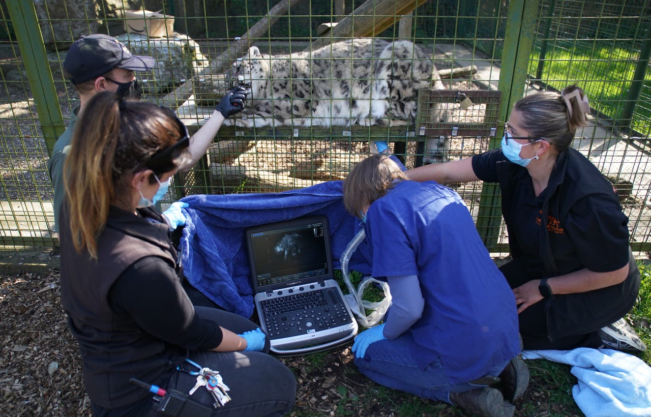 Snow leopard cub born at animal sanctuary | The Northern Echo