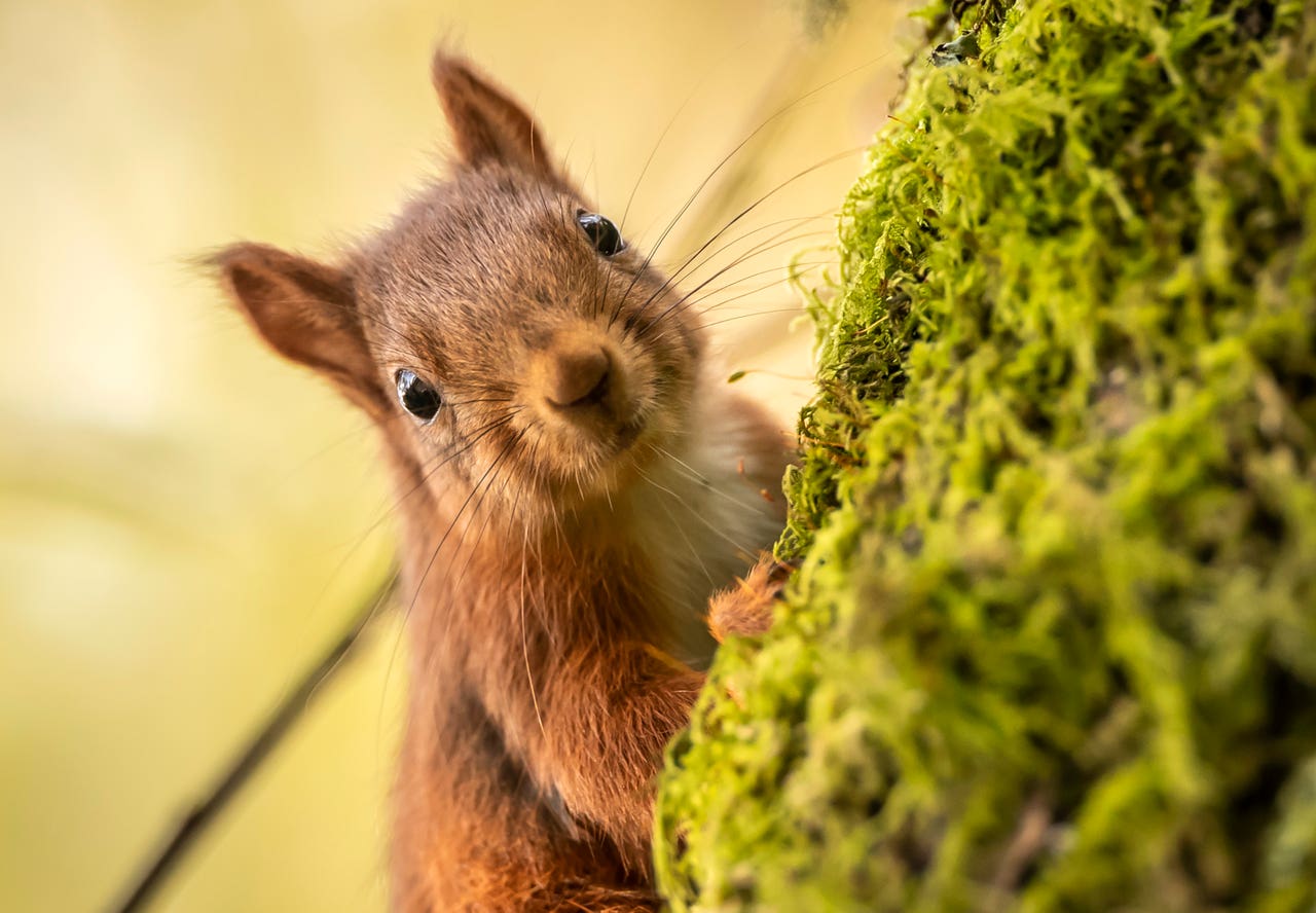 Red squirrels seen scampering around forest in adorable pictures - The ...