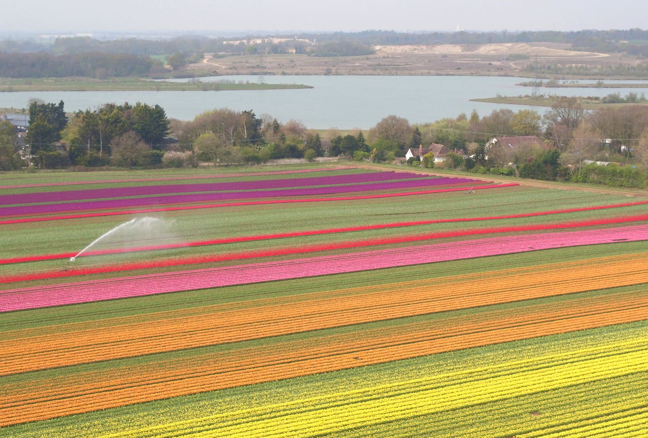 In Pictures: Norfolk field resembles rainbow as tulips come out in full ...