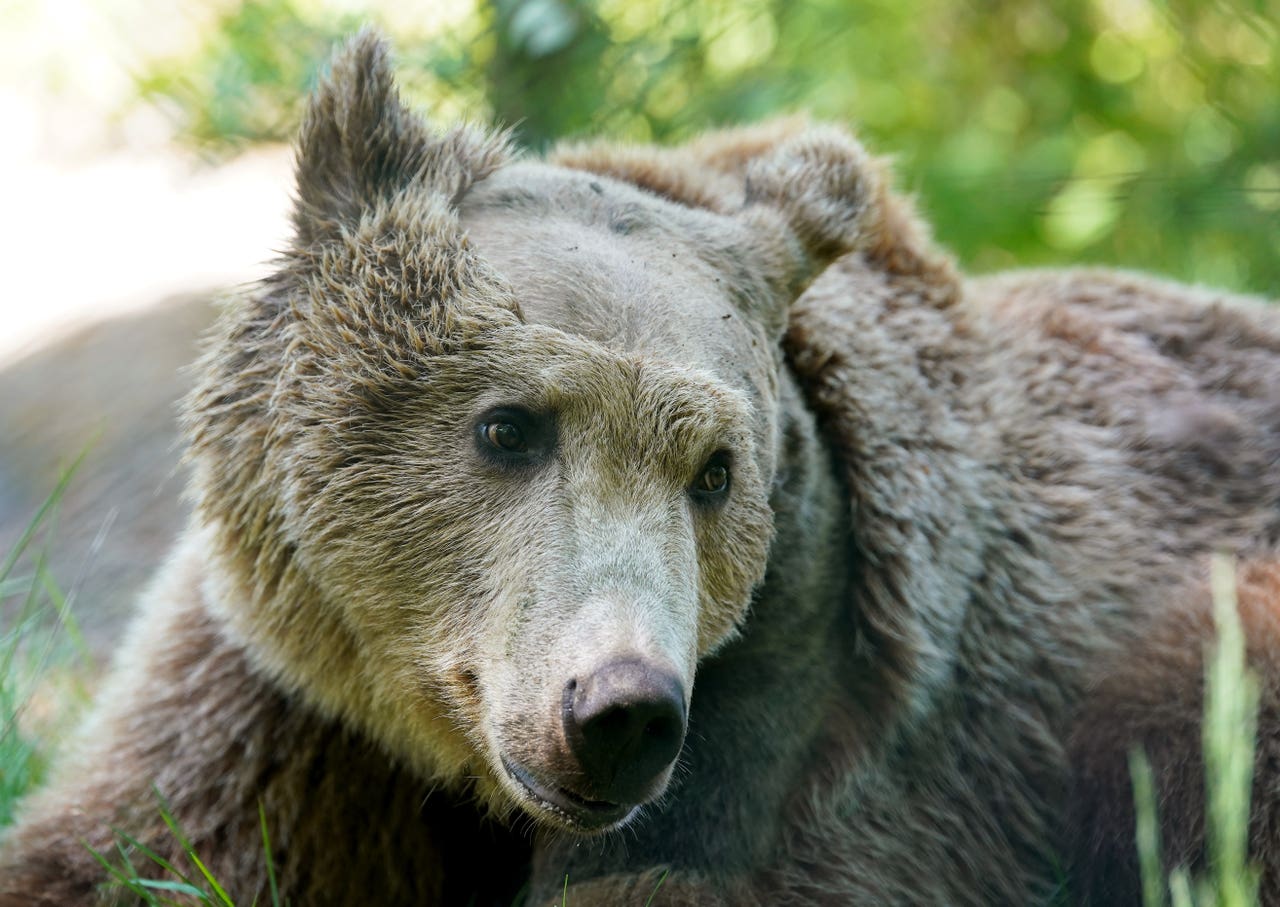 Boki the Bear rejoins playmates after life-saving brain surgery ...