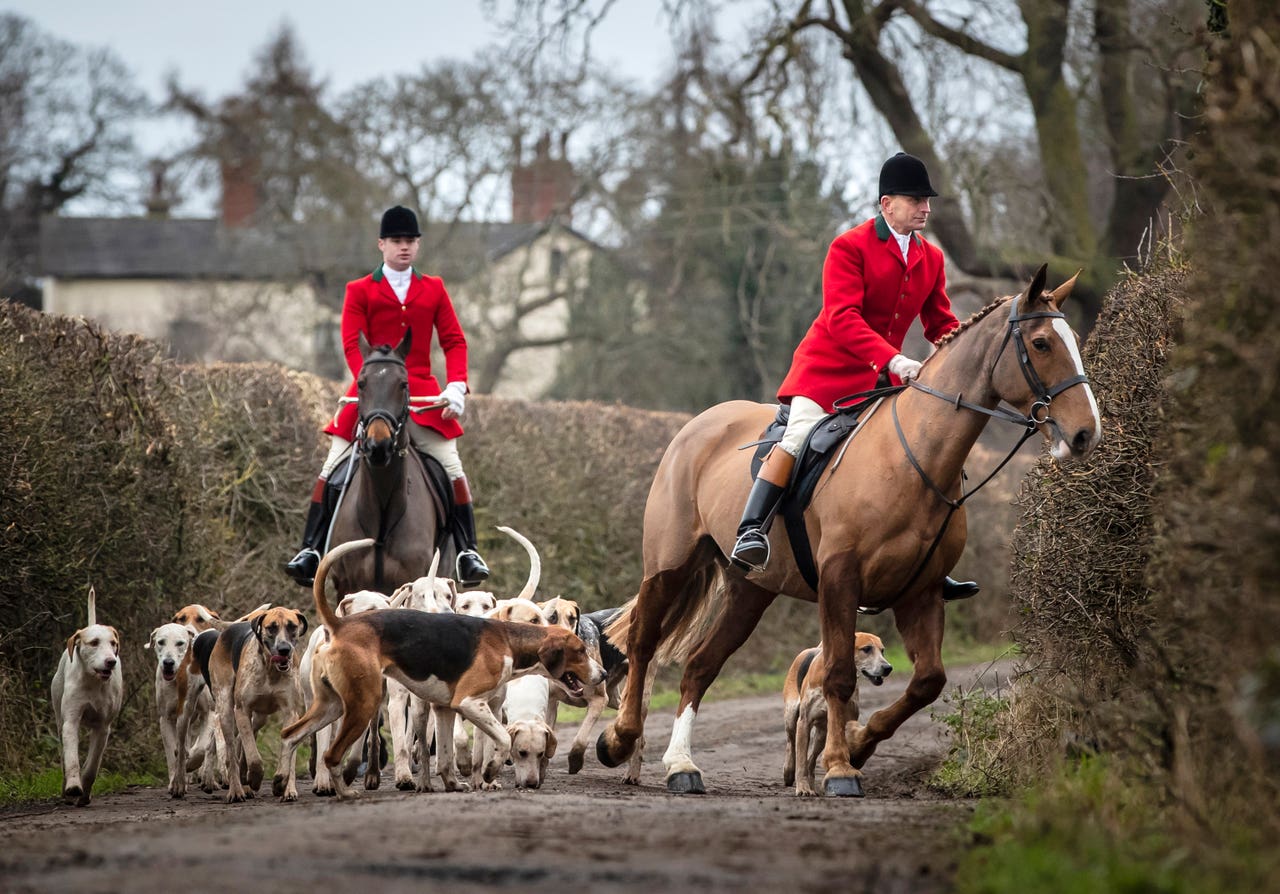 In Pictures: Hounds and horses are stars of Boxing Day hunts | Daily Echo