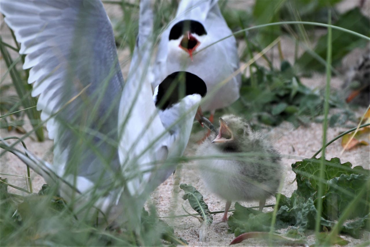 Anxious wait to see how Arctic terns fare at colony struck by bird flu ...