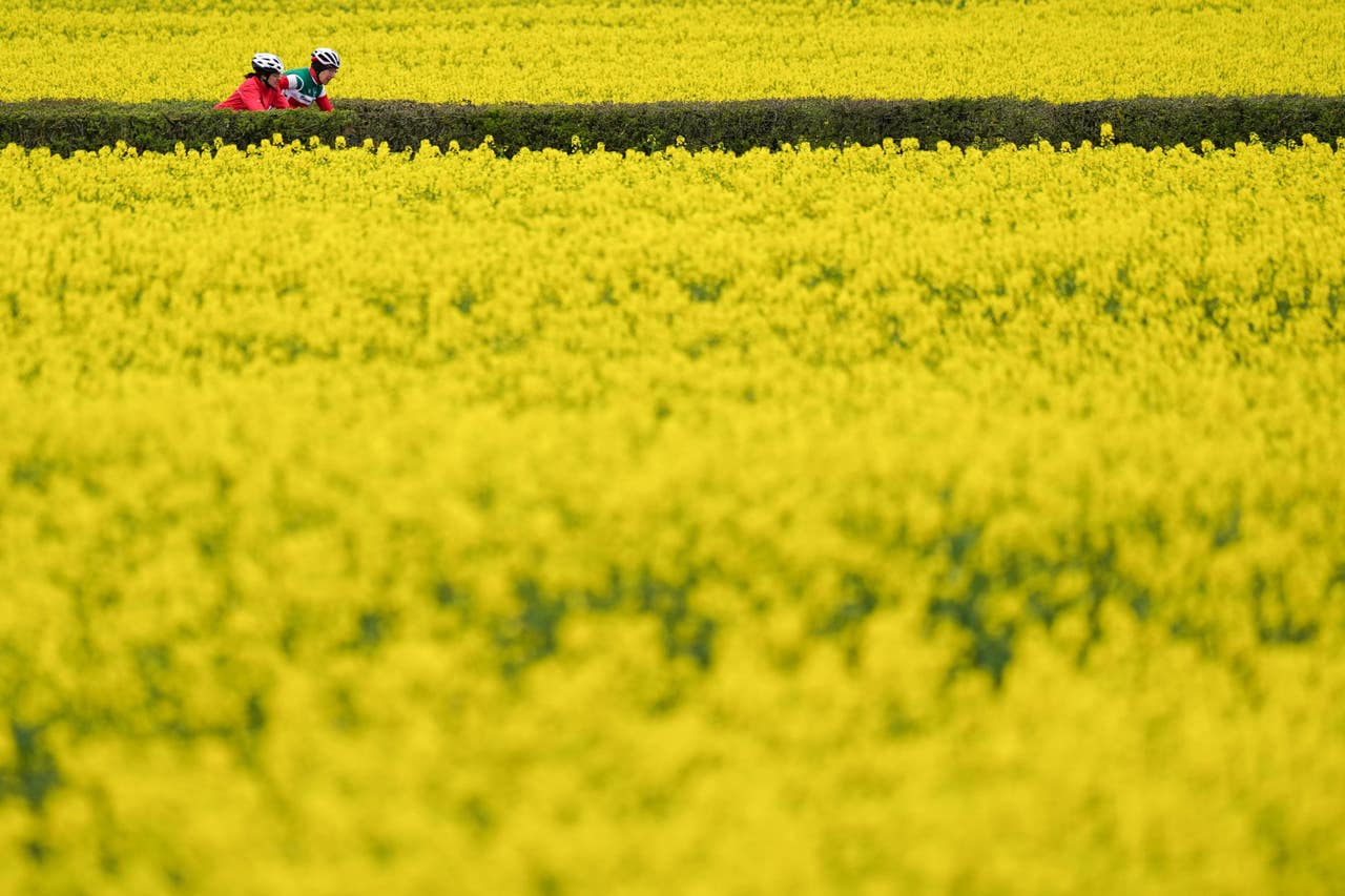 Rapeseed discovery ‘could help solve global protein demand ...