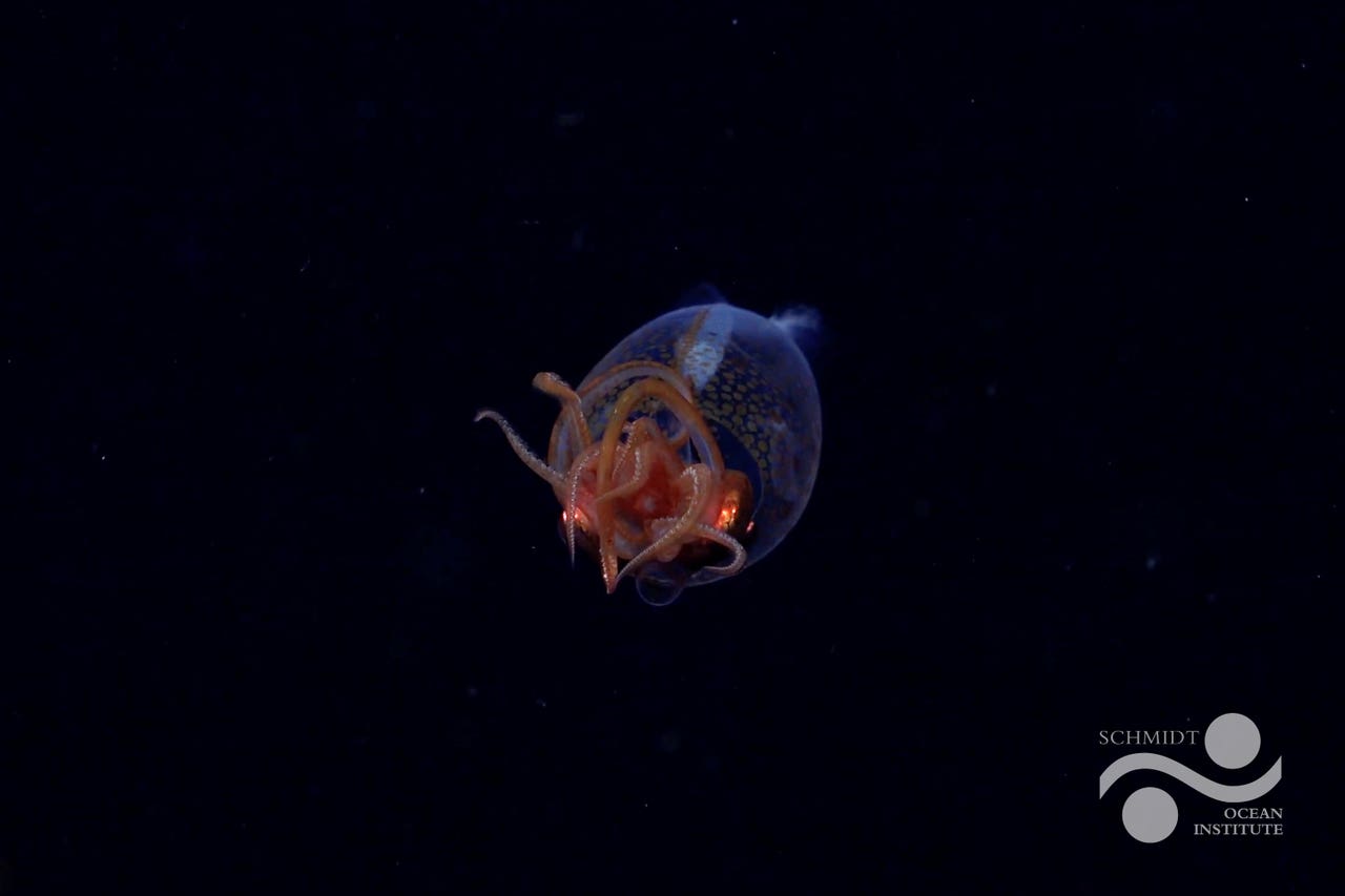 Colossal squid filmed alive for first time since its discovery a ...