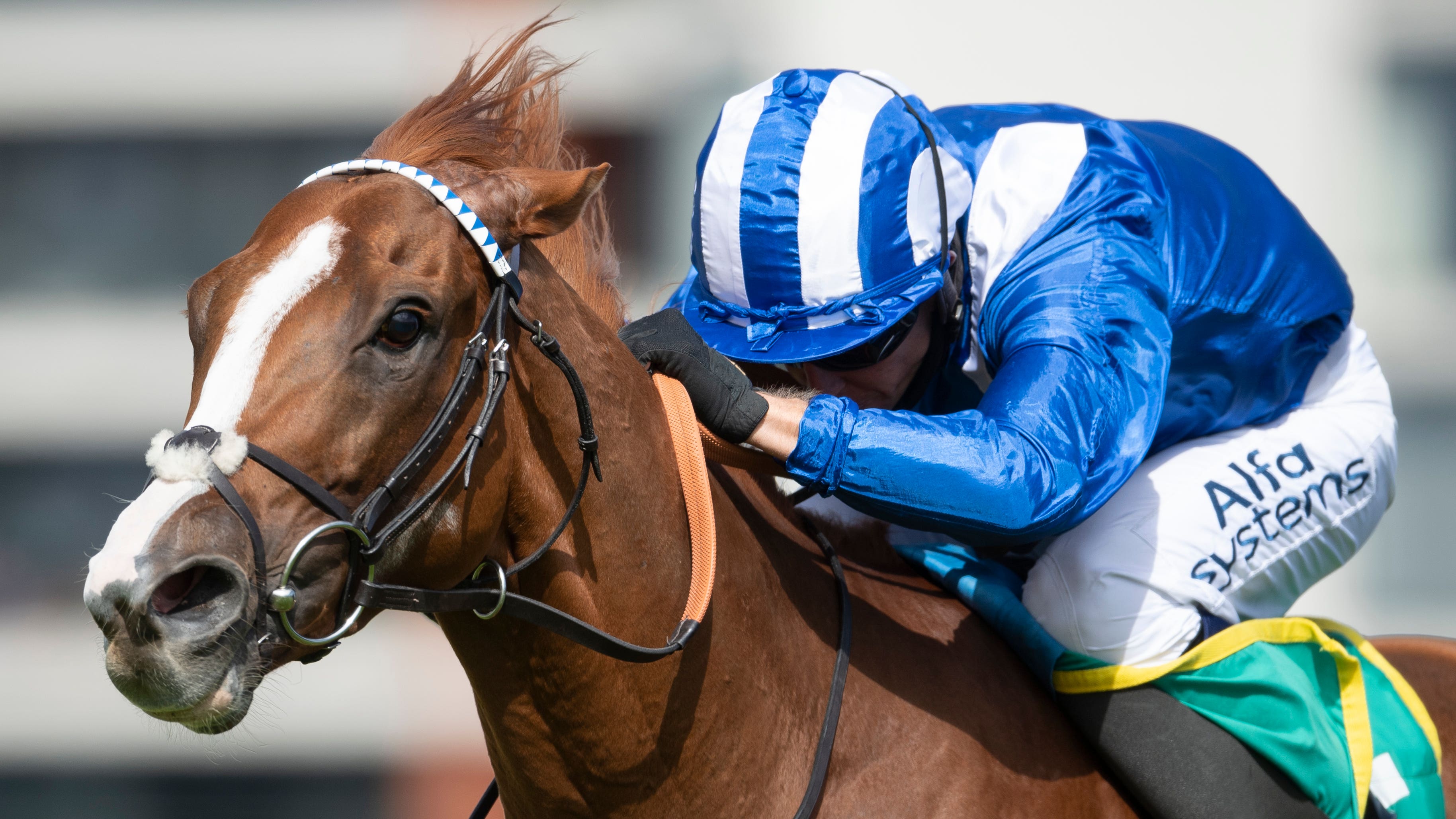 Owen Burrows ready to "roll the dice" with Tabdeed in Betfair Sprint Cup