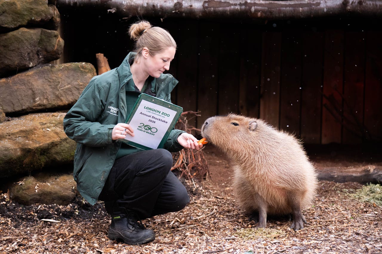 London Zoo celebrates bicentenary with annual stocktake | The Hunts Post