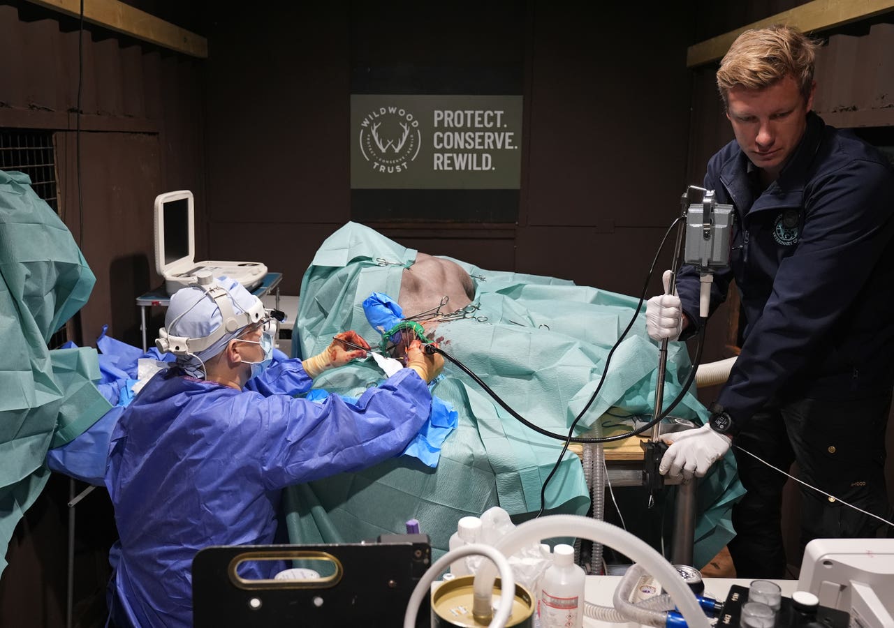 Boki the bear ‘not out of the woods’ yet after successful brain surgery ...