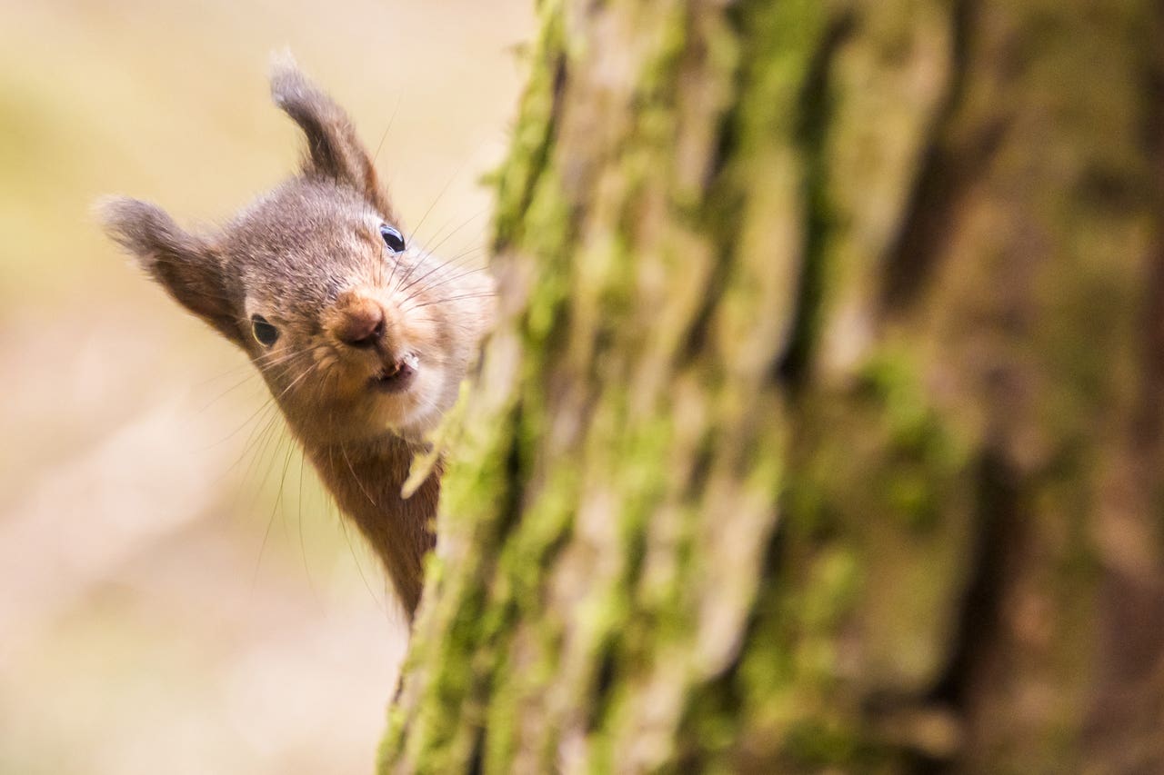 Campaign launched for endangered red squirrels to get emoji ...