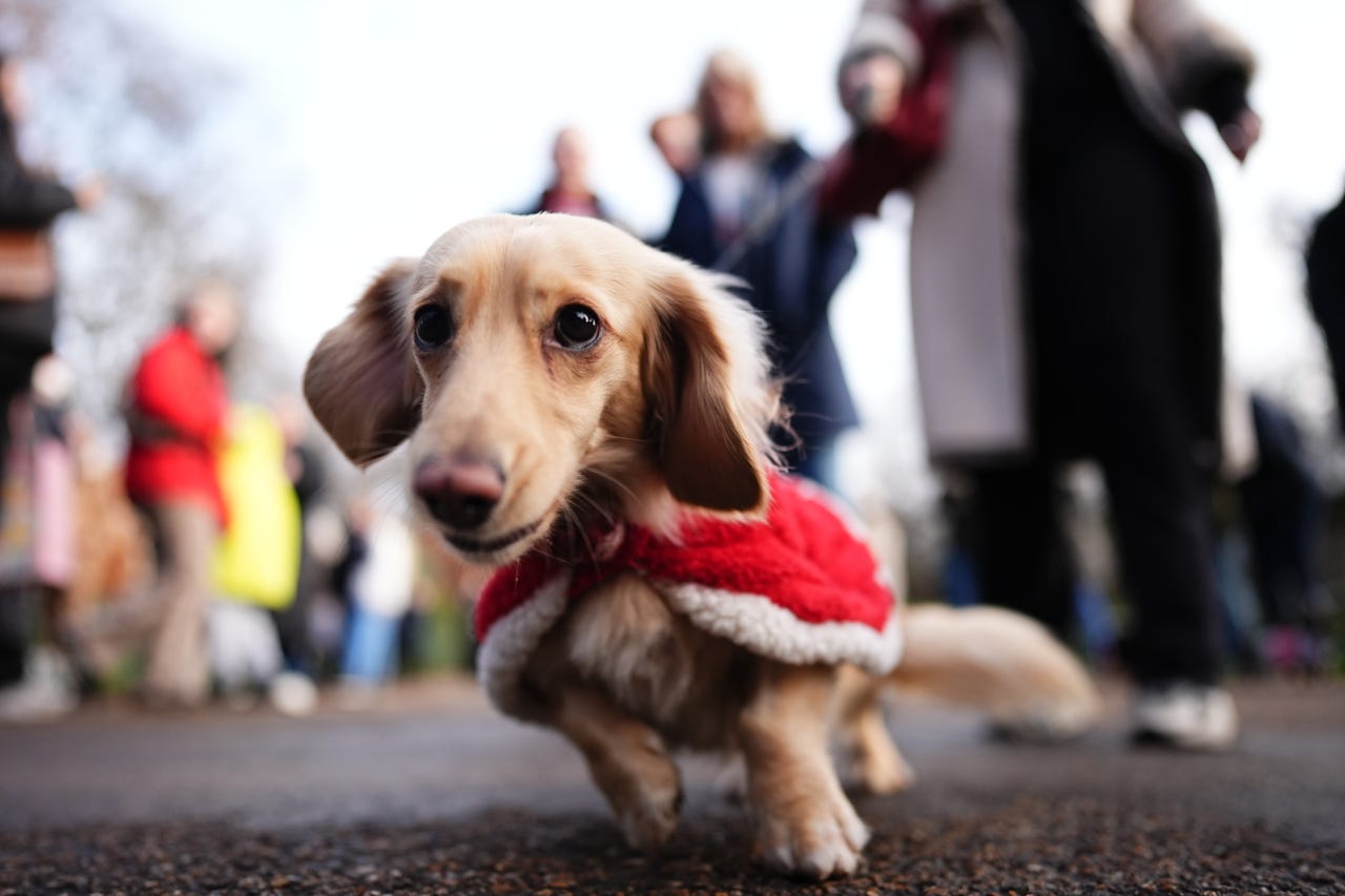 Dachshunds don Santa suits and festive hats for Hyde Park Sausage Dog ...