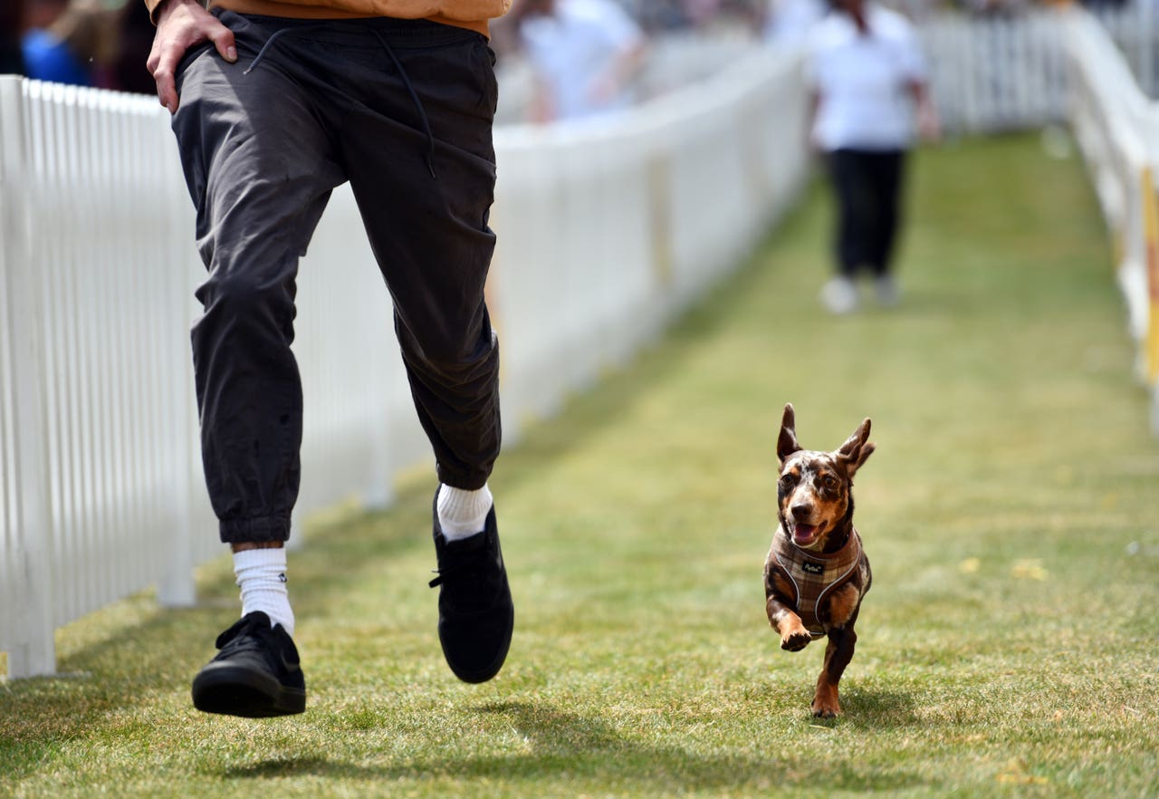 In Pictures: Dog lovers and their canine companions enjoy annual ...
