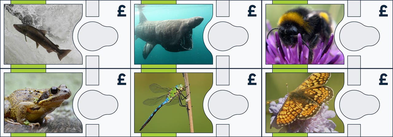 Bank of England reveals which animals could feature on its new-look ...