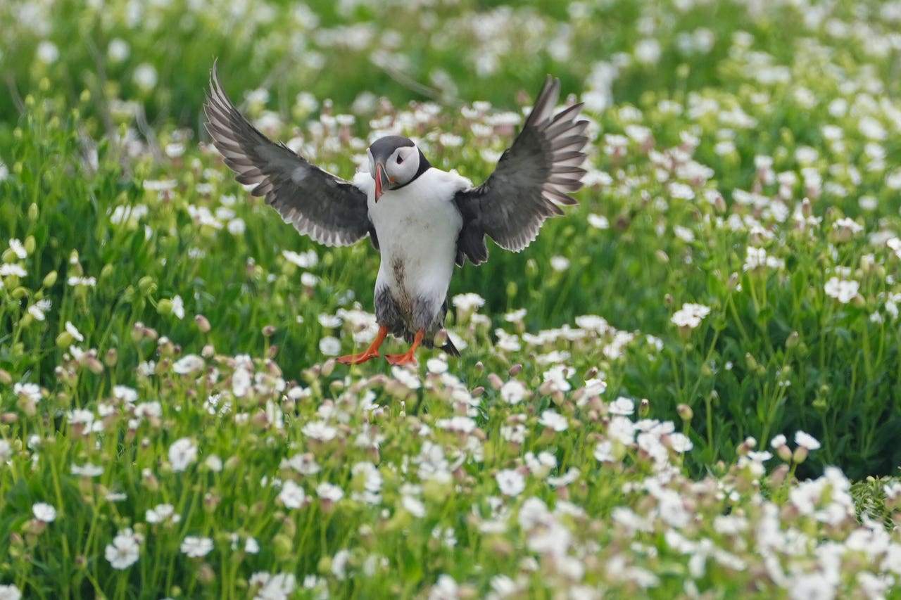 Farne Islands’ seabird spectacular to be shown on webcams | Greenock ...