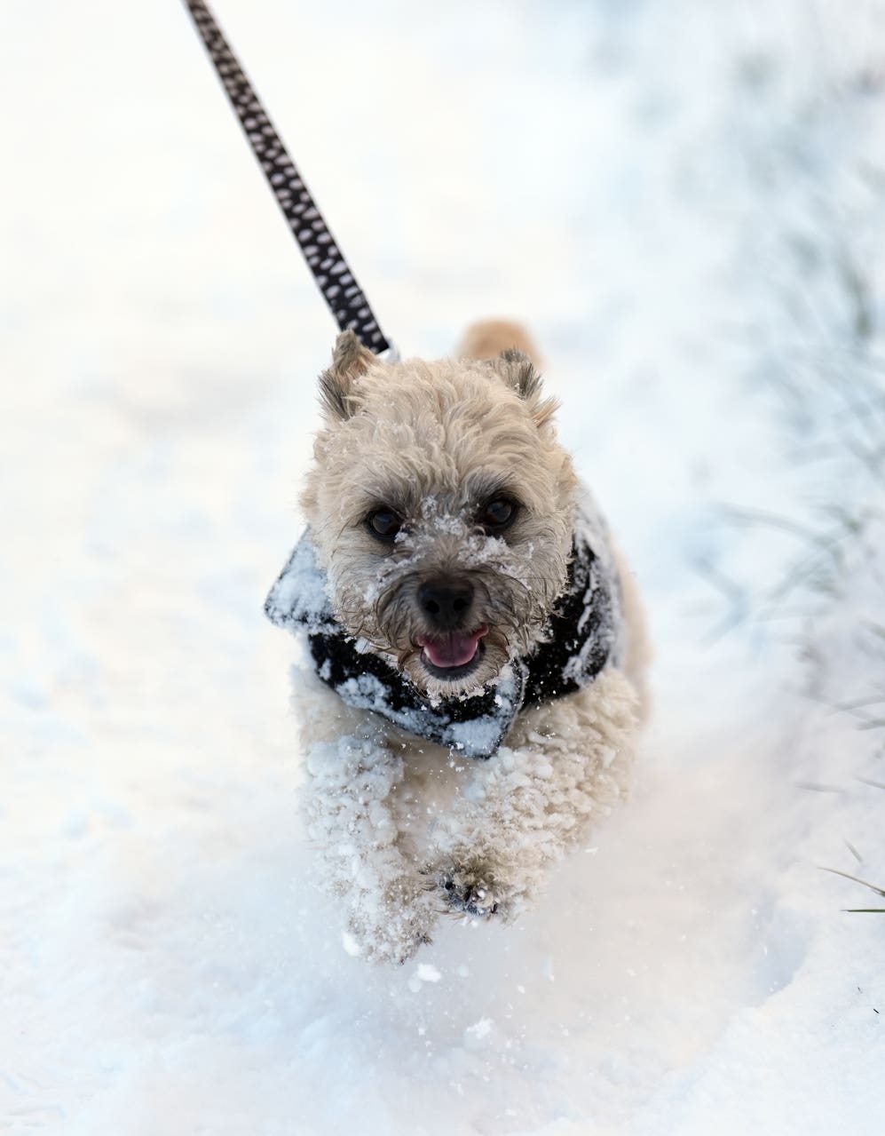 In Pictures: It’s lovely weather for a sleigh ride together | Stroud ...