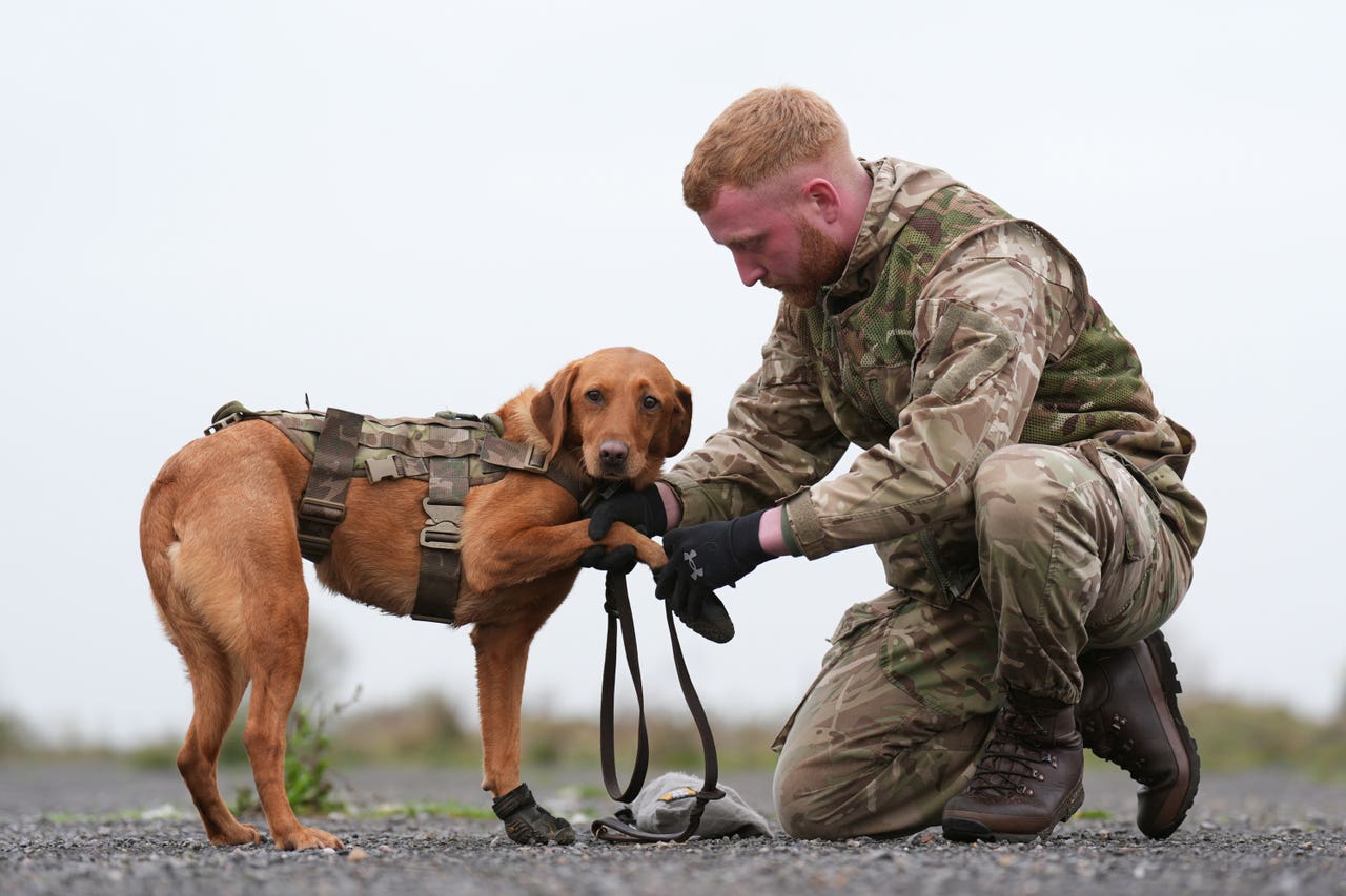 Pictures show military dogs wearing new equipment after £3.1m MoD ...