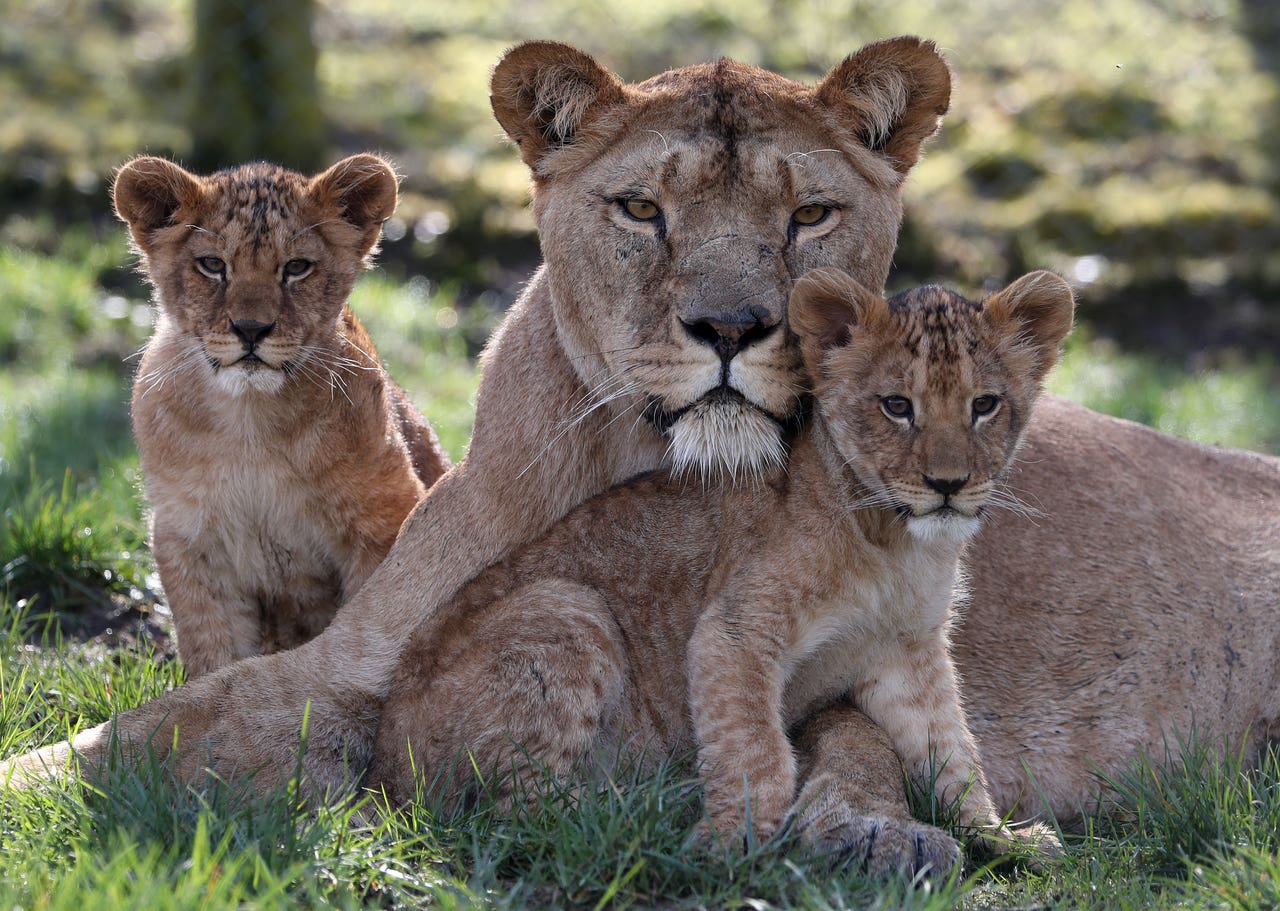 Lion cubs enjoy exploring their new home - Jersey Evening Post