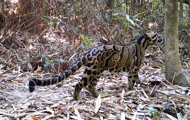 Psychedelic spiders, wild tulips and funky fish: species to watch in ...