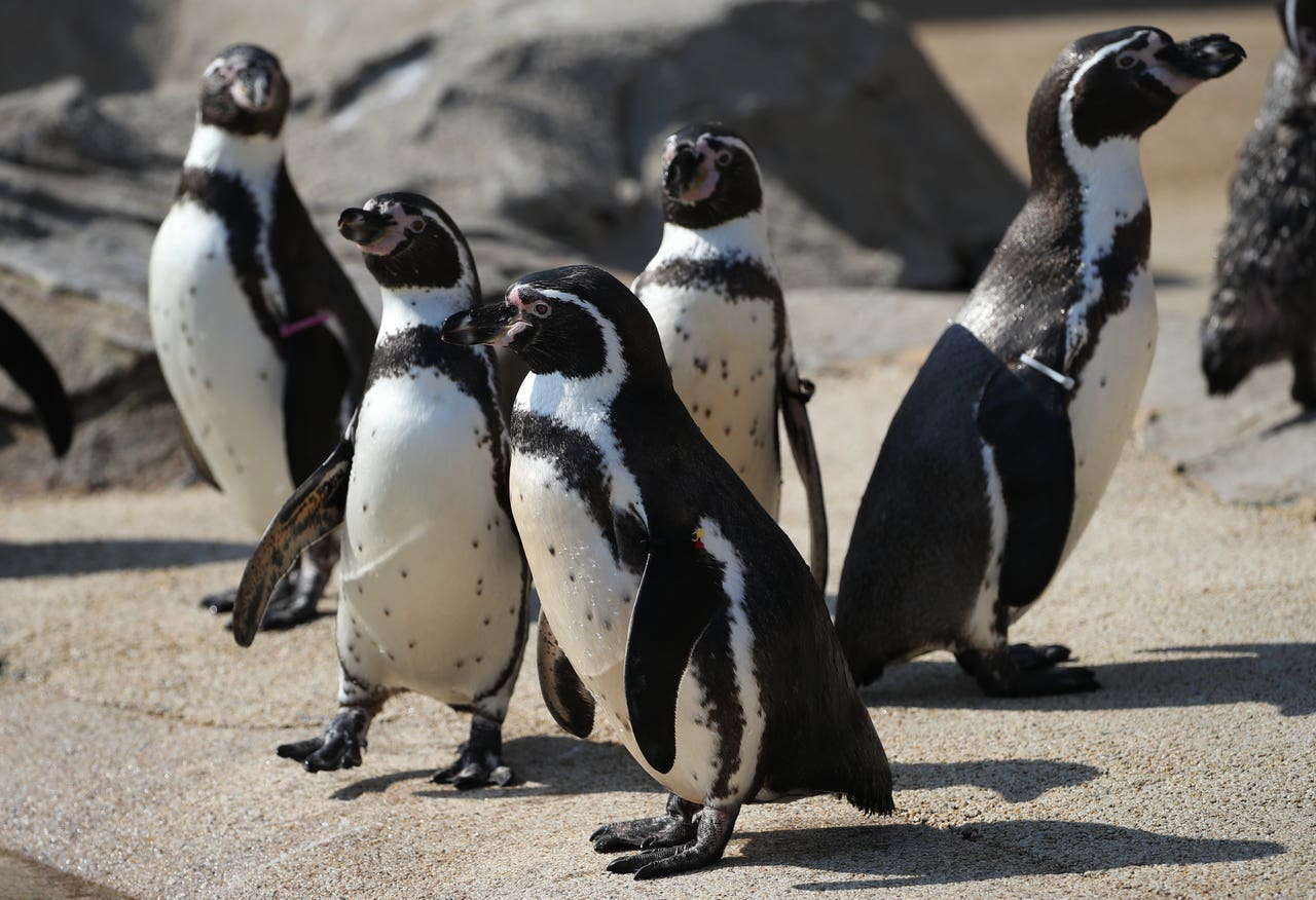 Avian malaria outbreak kills around 70% of Humboldt penguin colony at ...