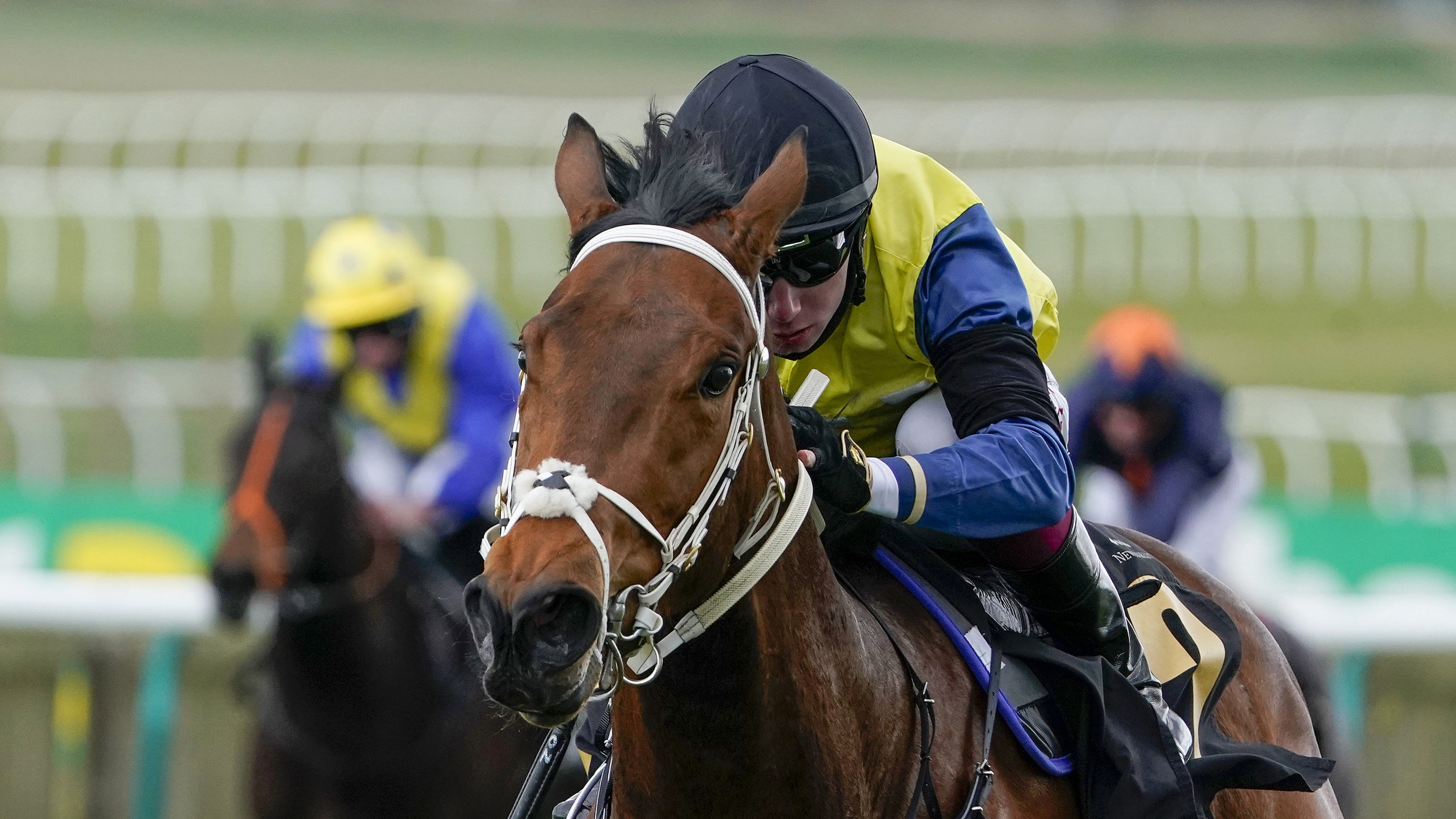 Jane Chapple-Hyam with an update on Bellosa, Saffron Beach and Aplomb