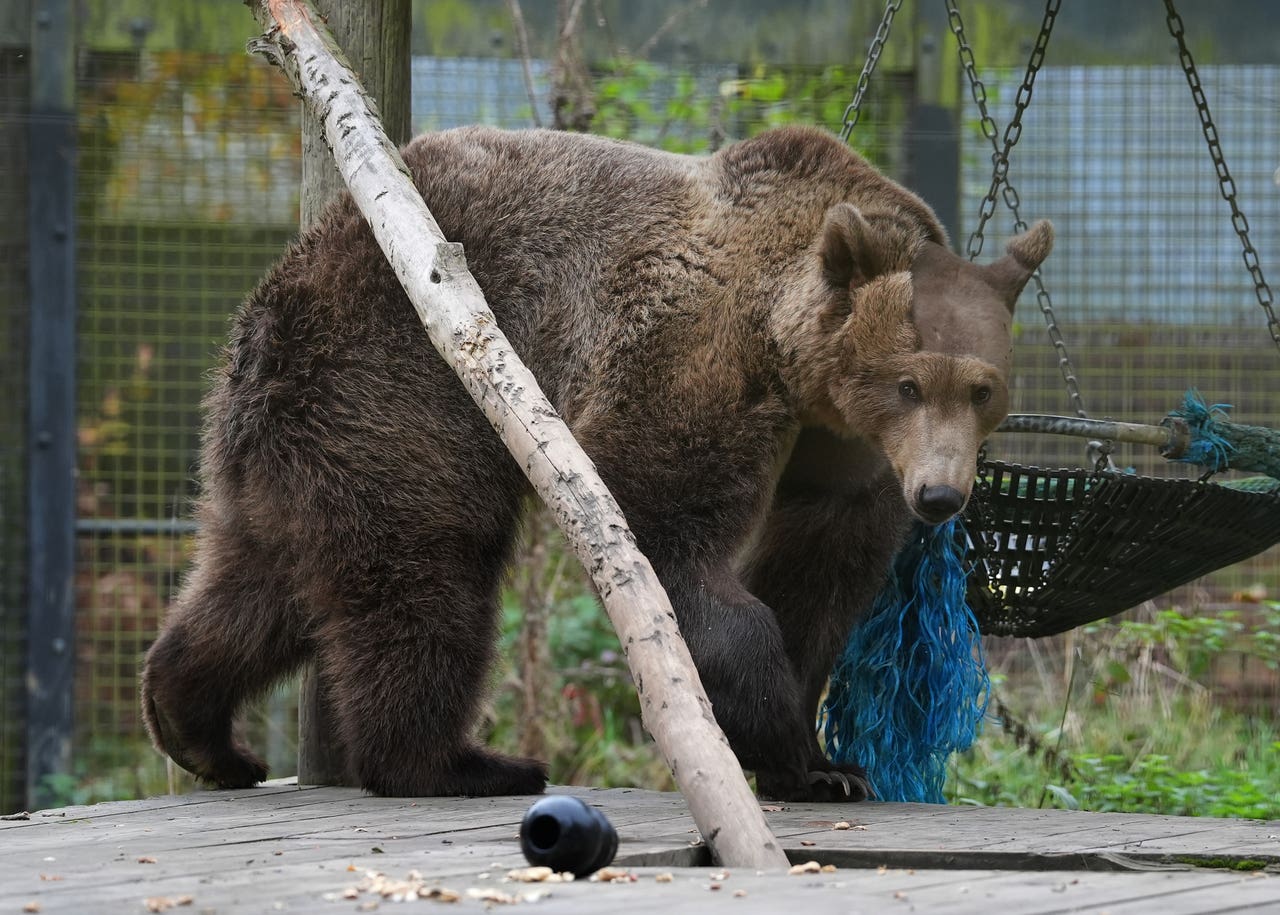 Zoo ‘in awe’ of Boki the brown bear’s progress after pioneering brain ...